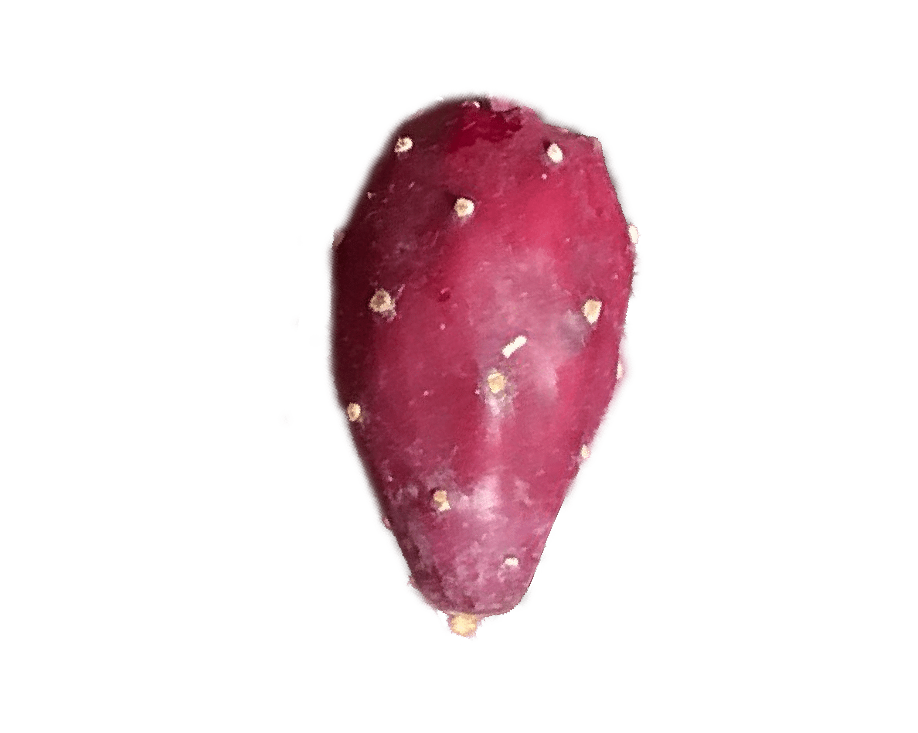 Making Prickly Apple Hard Cider – PricklyCider.com