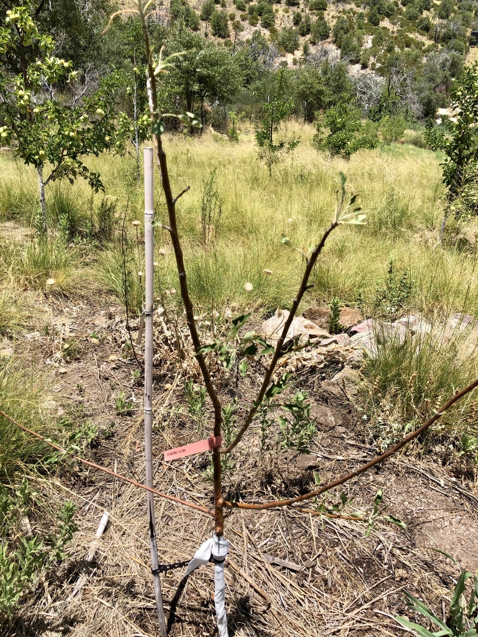 A Day at the Orchard: First Fruits – PricklyCider.com