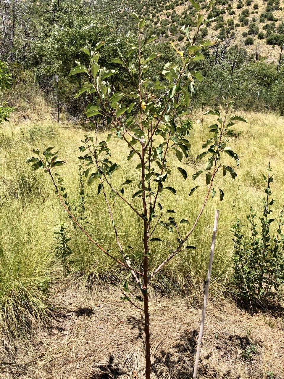 A Day at the Orchard: First Fruits – PricklyCider.com