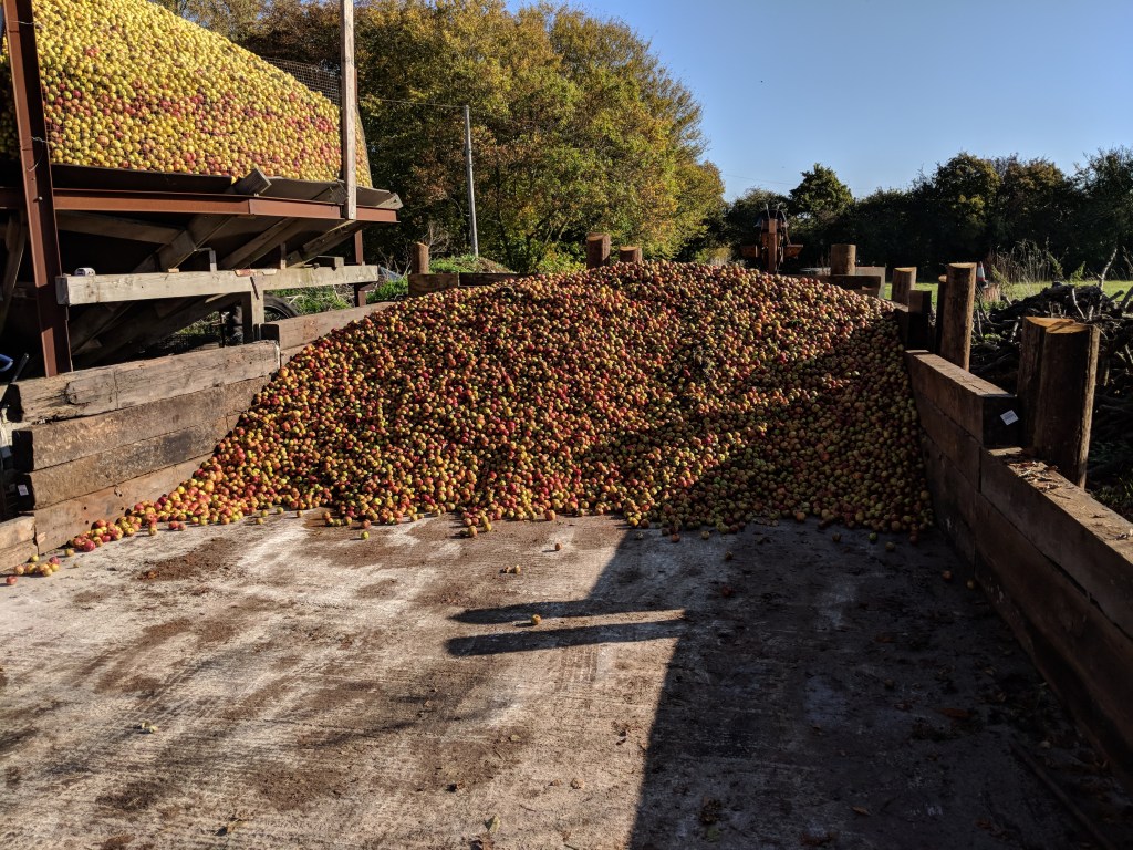 Hard Cider Tip #25: To Sweat or Not to Sweat – PricklyCider.com