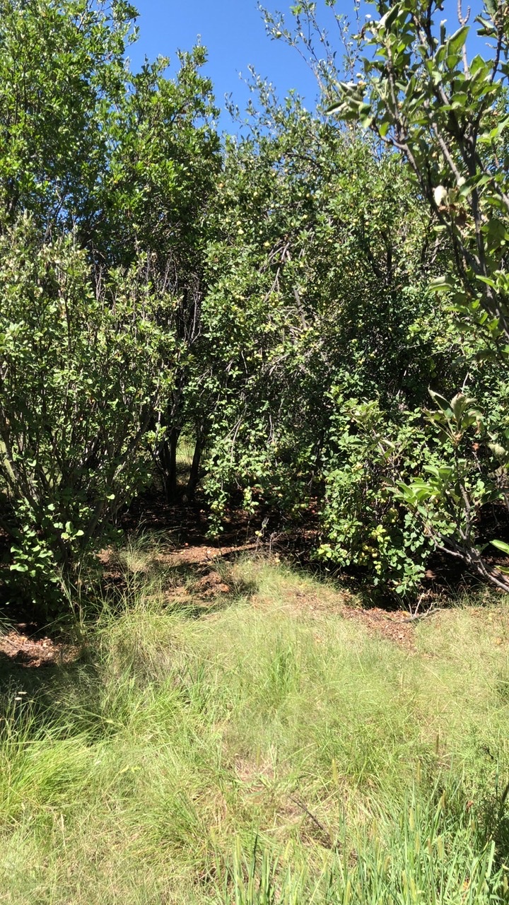 A Day at the Orchard: Apple Paradise – PricklyCider.com