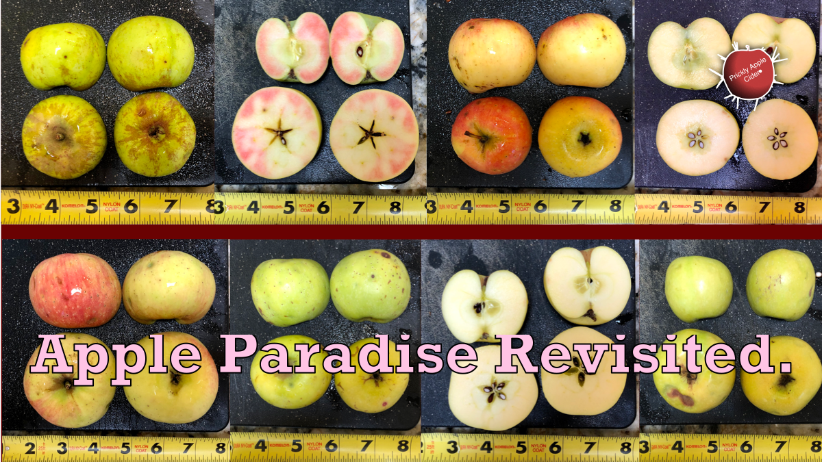 A Day at the Orchard: Apple Paradise Revisited – PricklyCider.com
