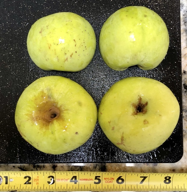 A Day at the Orchard: Apple Paradise Revisited – PricklyCider.com
