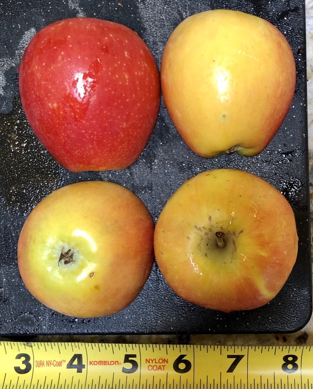 My Favorite Apples of 2020 – PricklyCider.com