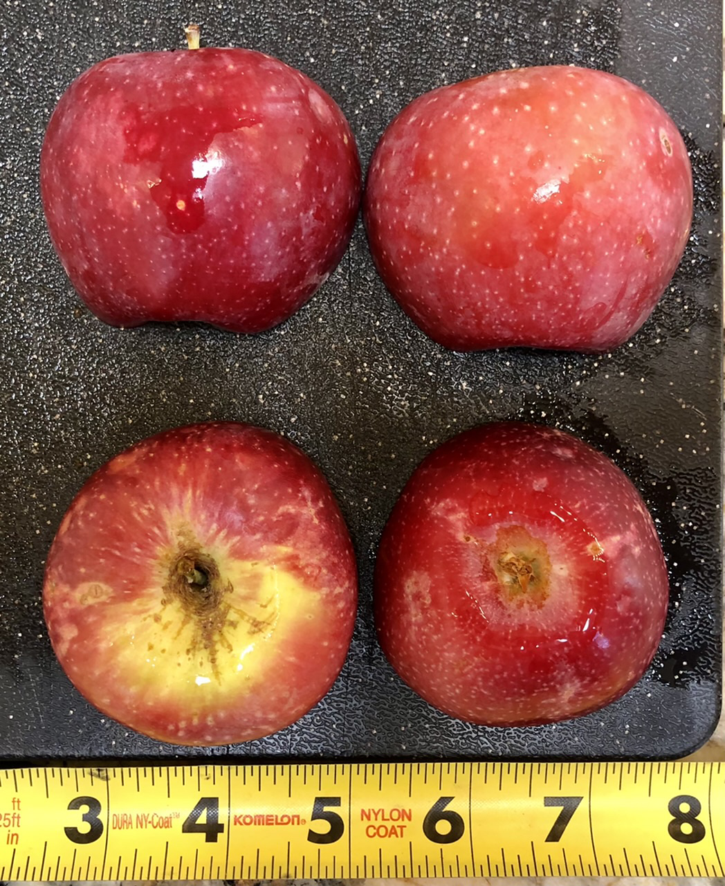 My Favorite Apples of 2020 – PricklyCider.com