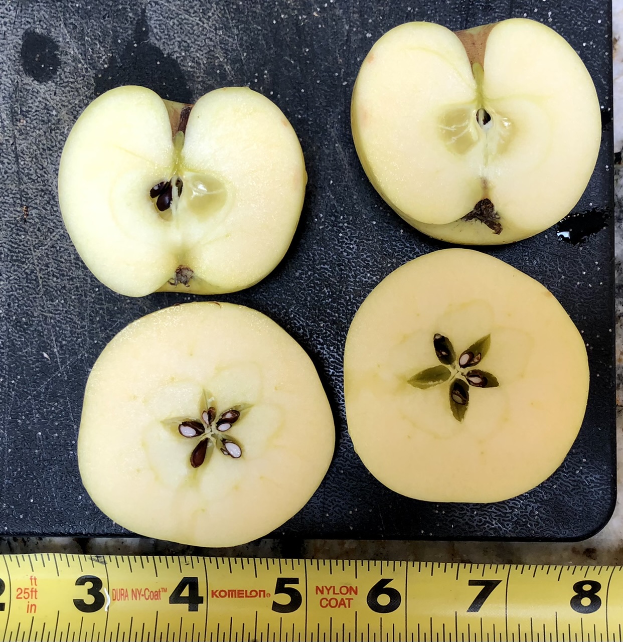 My Favorite Apples of 2020 – PricklyCider.com