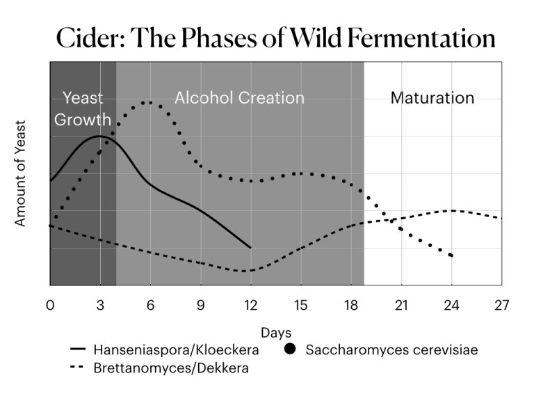The 3-Phases of Natural Fermentation – PricklyCider.com