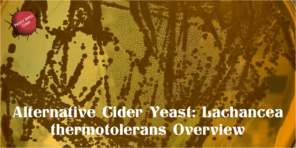 Alternative Cider Yeast: Lachancea thermotolerans Overview ...