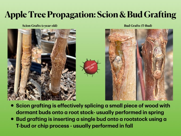 Apple Tree Propagation: Scion and Bud Grafting – PricklyCider.com