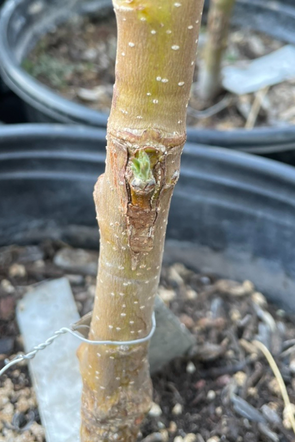 Grafting: Bud Versus Scion – PricklyCider.com