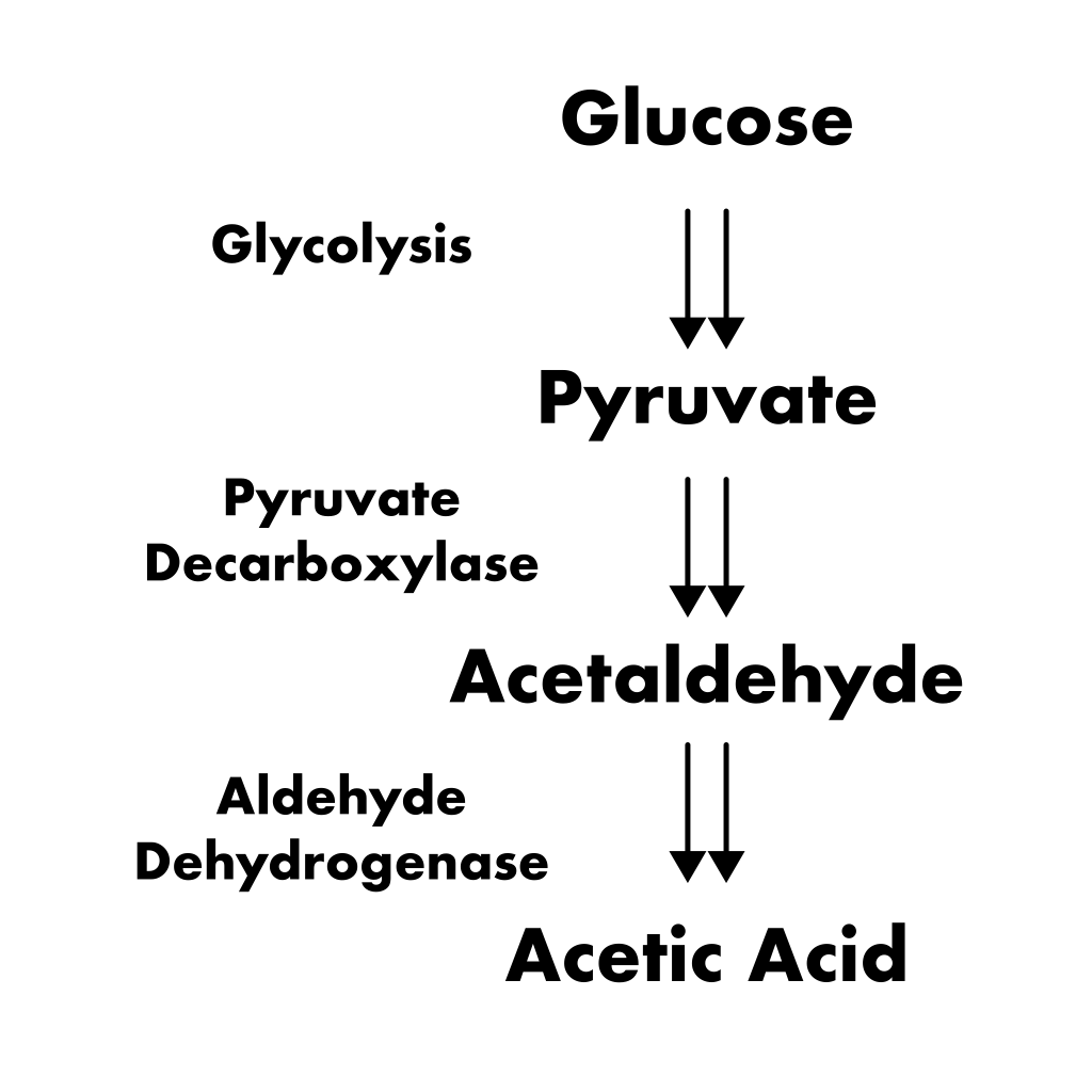 Acetic Acid: How Cider Becomes Vinegar – PricklyCider.com