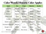 Cider Words: Historic American Cider Apples – PricklyCider.com