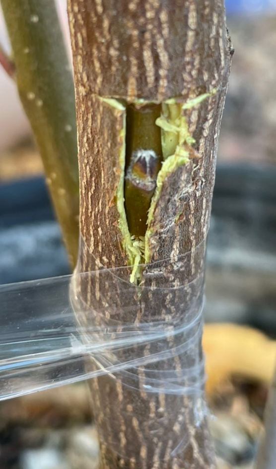 Bud Grafting Apple Trees – PricklyCider.com