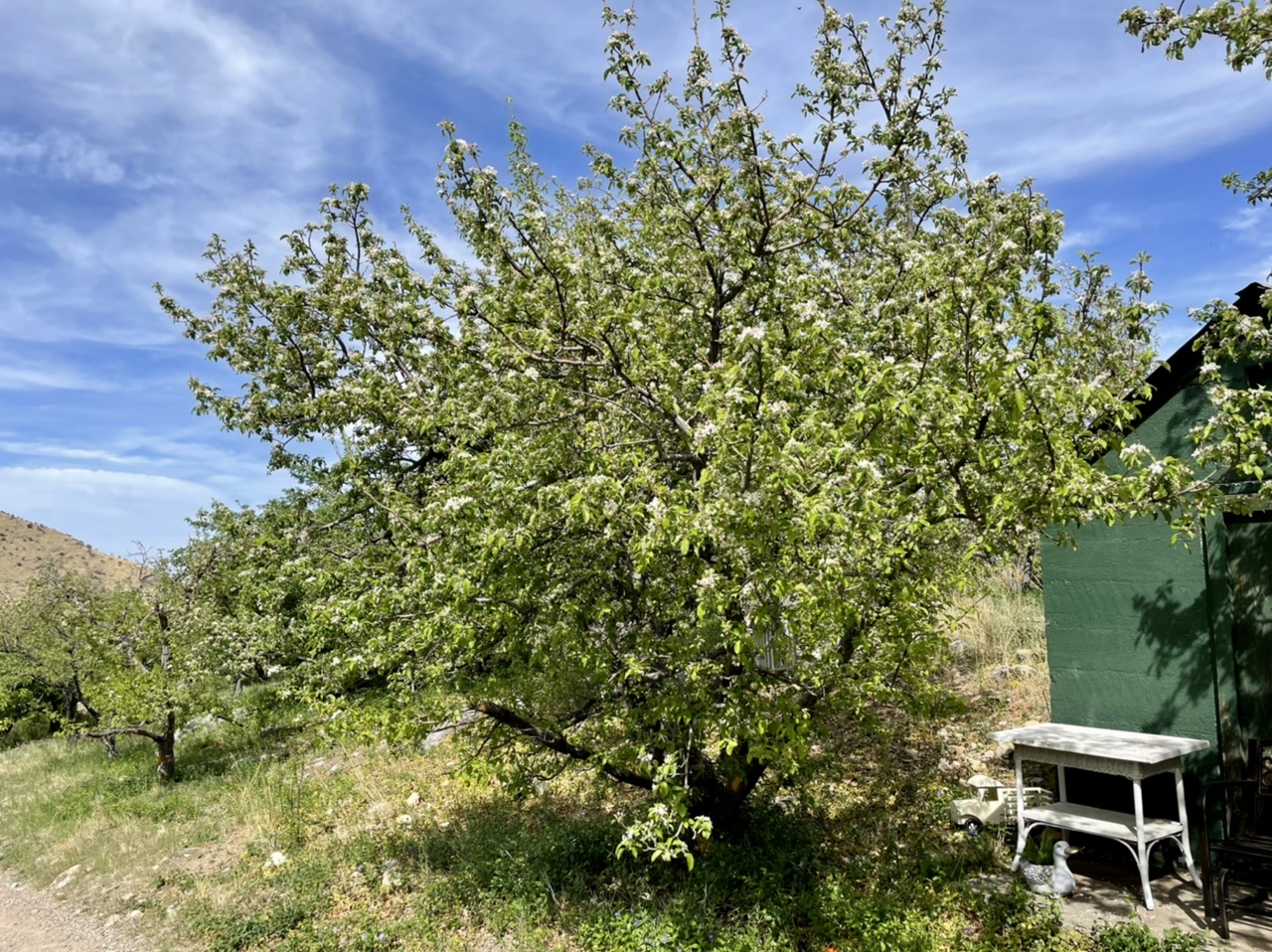 A Day at the Orchard: Spring Planting – PricklyCider.com