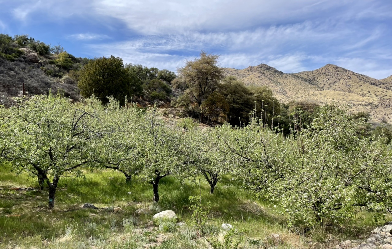 A Day at the Orchard: Spring Planting – PricklyCider.com