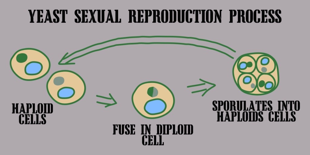 How Yeast Reproduce – PricklyCider.com